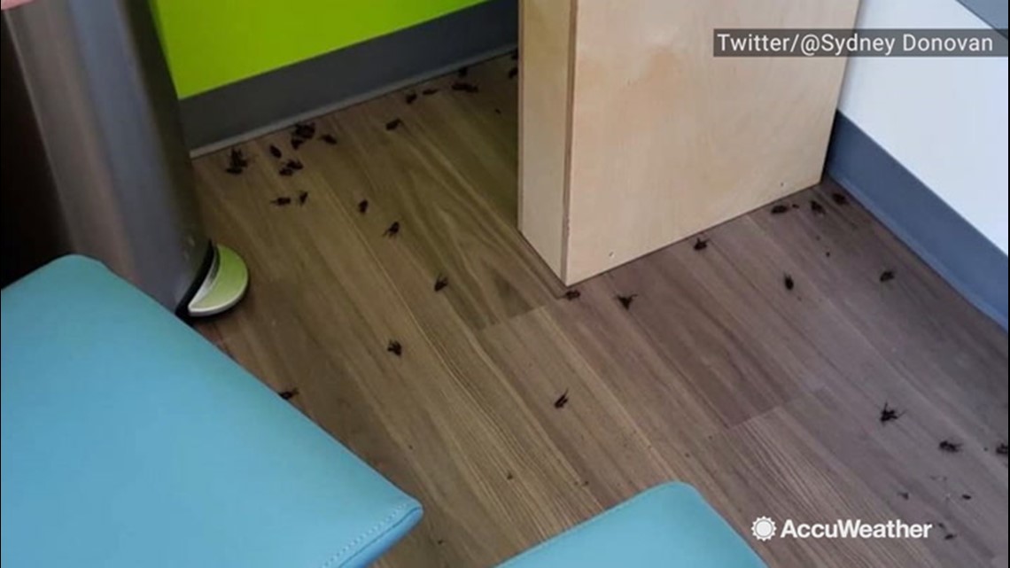 There's a big problem bugging people in Texas | wltx.com