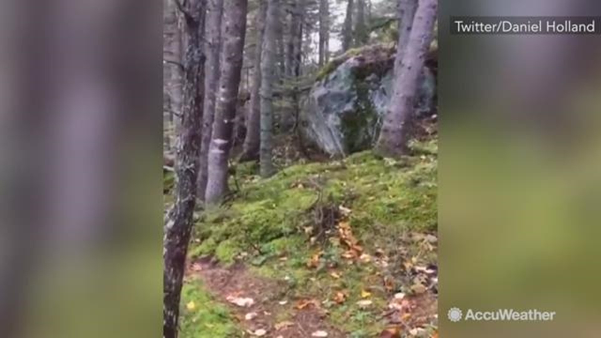 Eerie video shows forest 'breathing' and it's freaking people out ...