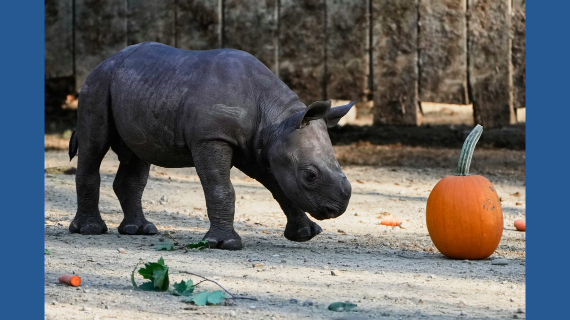 Critically endangered baby black rhino makes its debut at Cleveland zoo ...