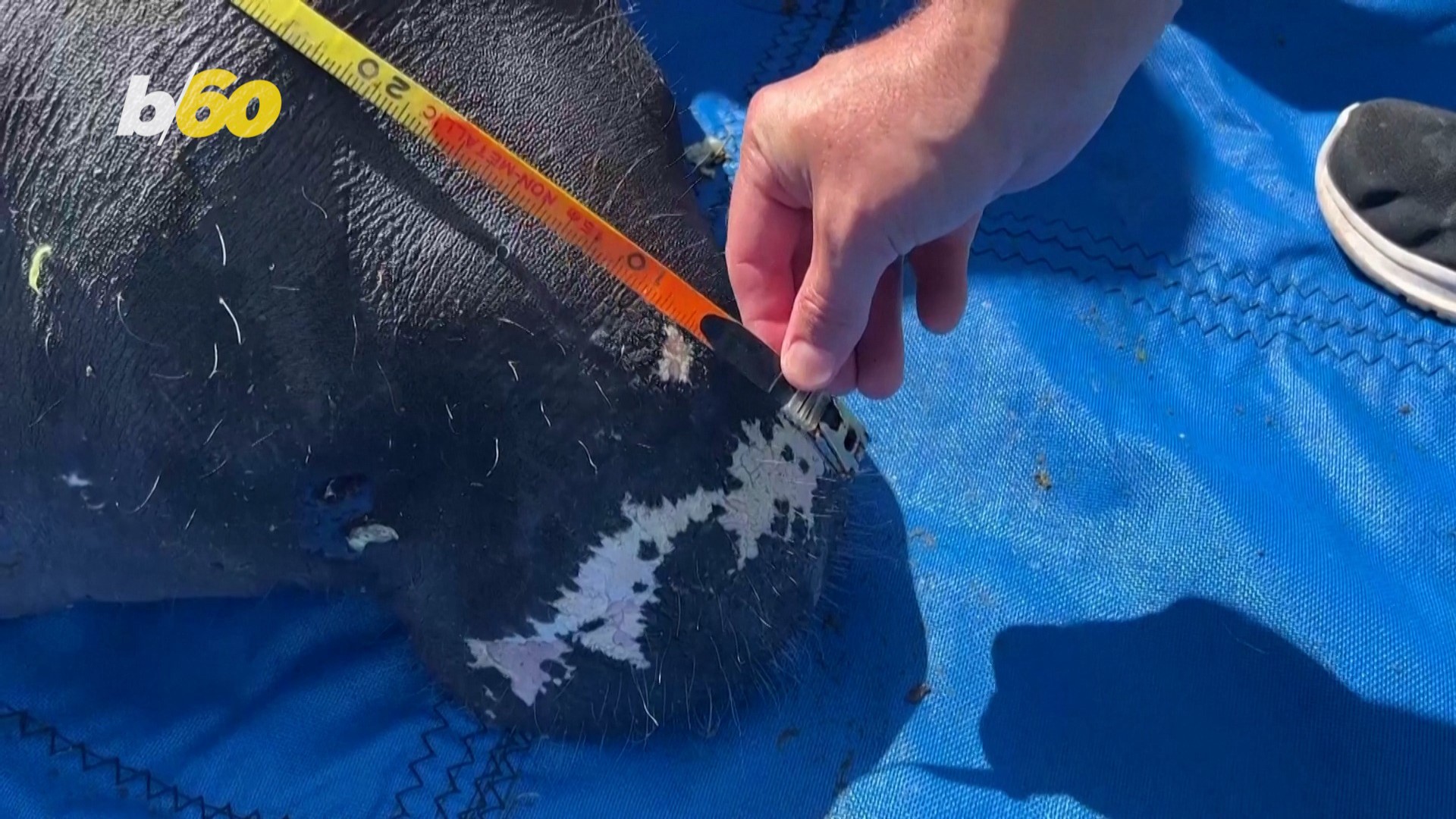 Live PD returns with new name: On Patrol: Live | wltx.com