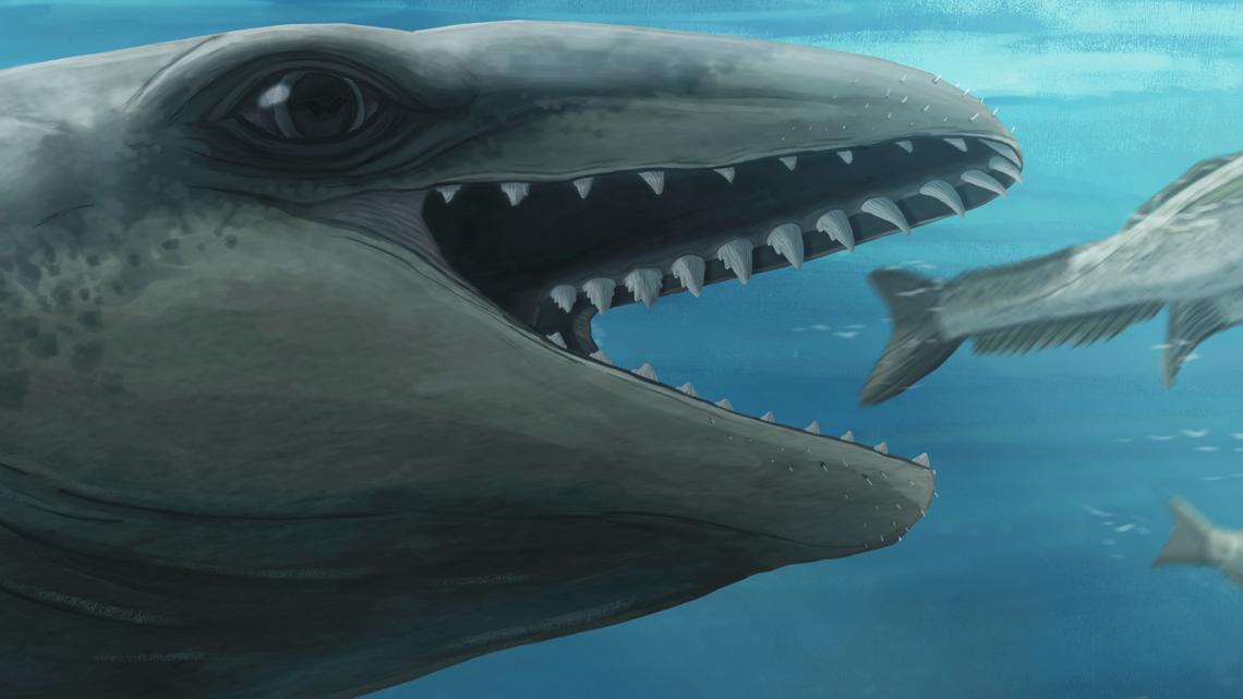 Janjucetus dullardi: New whale species found in ancient fossil | wltx.com