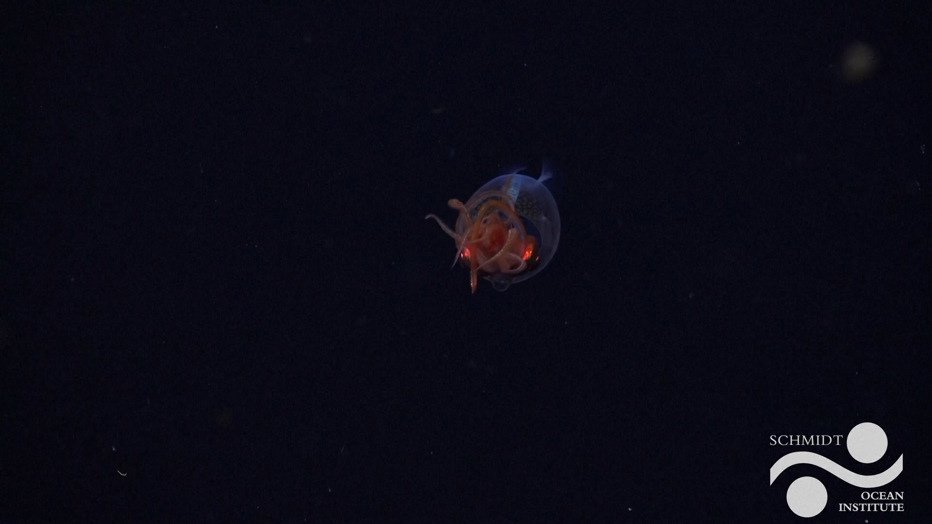 First Video Taken Of Colossal Squid In Deep Sea
