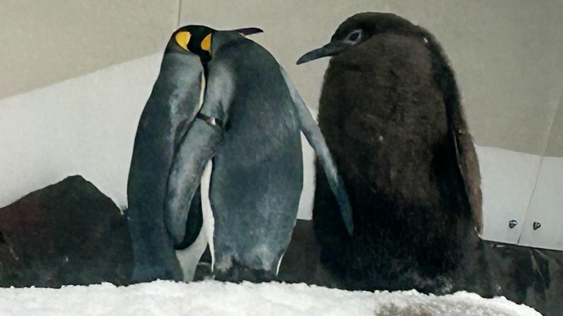 Pesto the penguin chick has grown to be a social media star | wltx.com