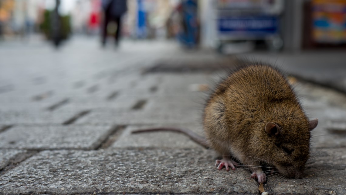 CDC: Rodents becoming aggressive amid virus restaurant closures | wltx.com