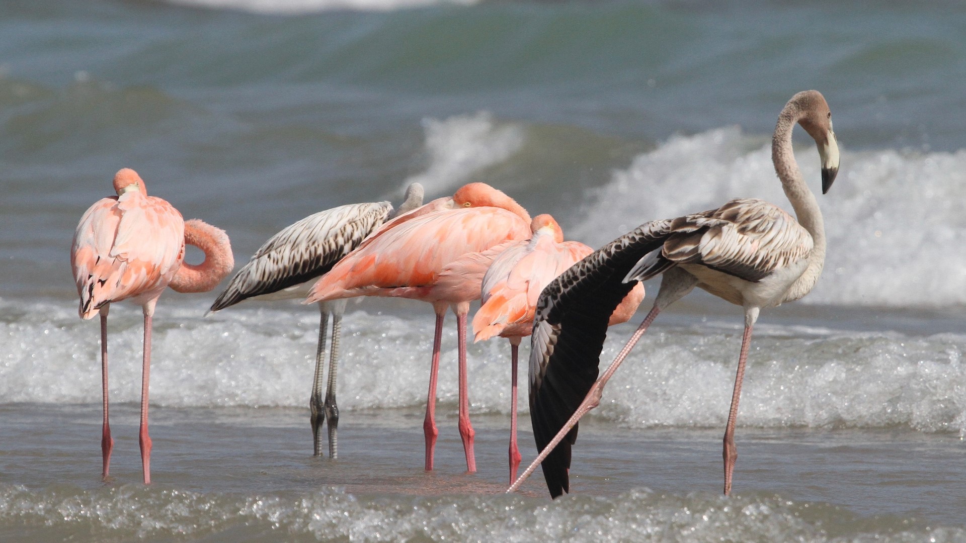 Flamingos draw crowds to Wisconsin beach in rare sighting | wltx.com
