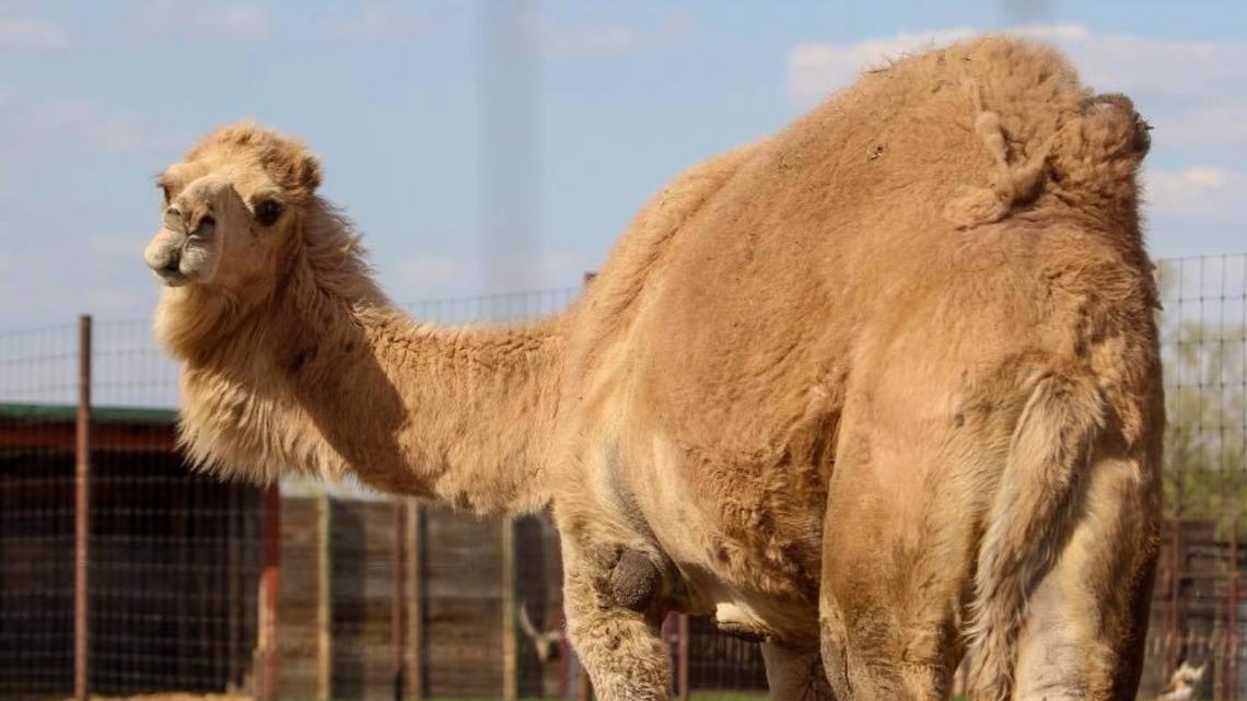 Employee 'doing well' after being bit by camel in Stearns Co. | wltx.com