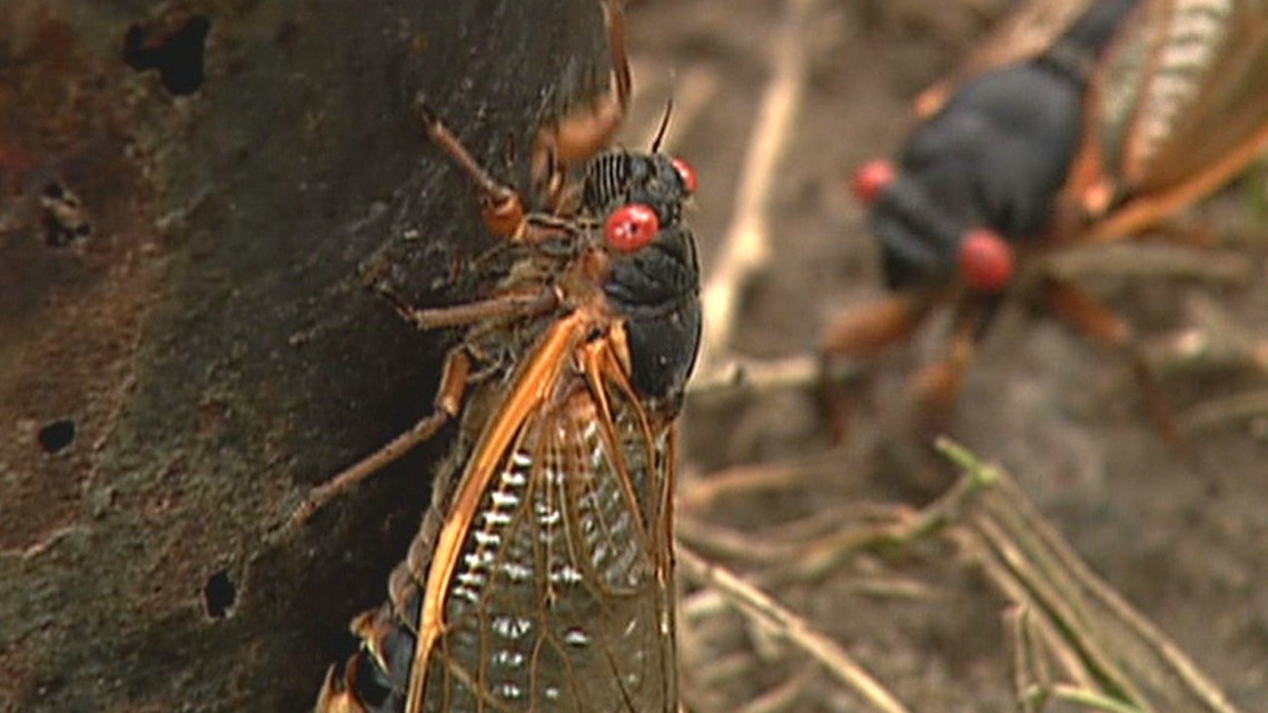 Scientist pumped for dual emergence of cicada broods | wltx.com