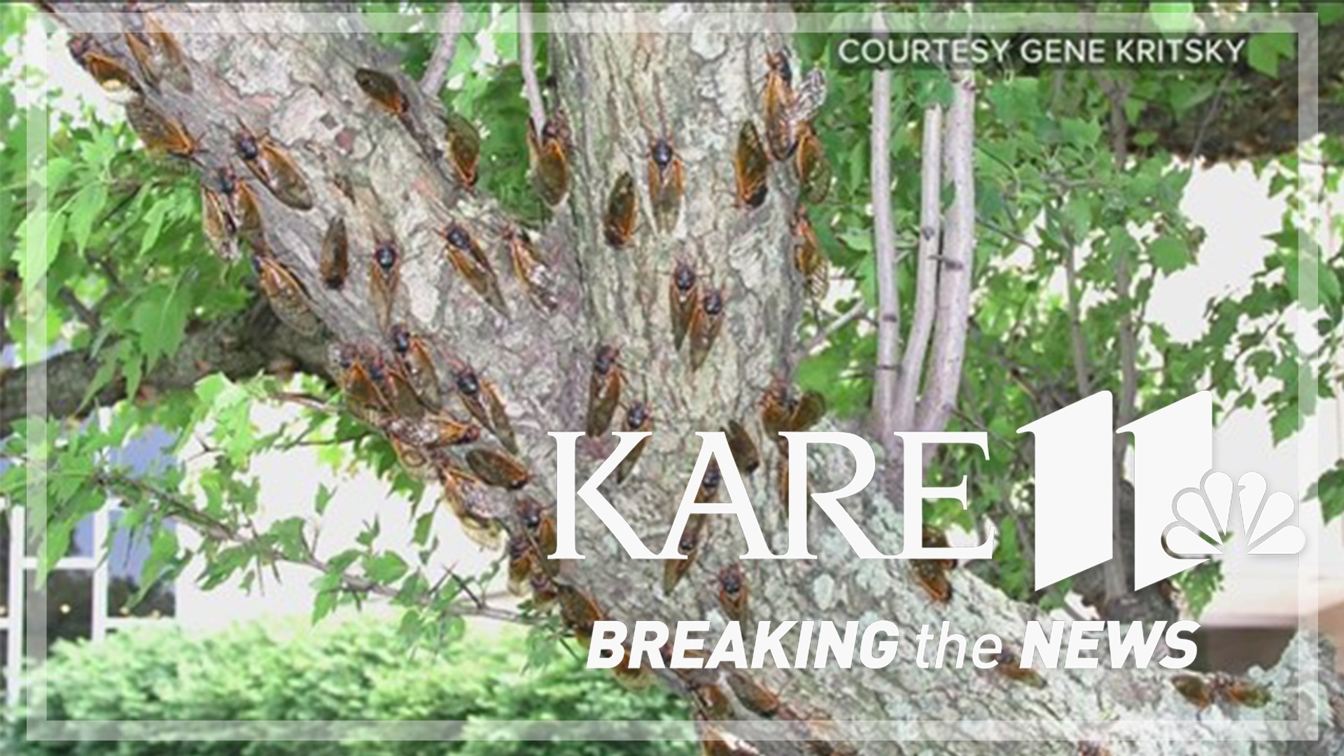 Scientist pumped for dual emergence of cicada broods | wltx.com