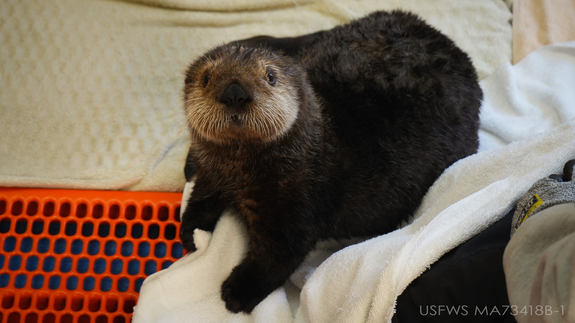 Minnesota Zoo caring for pair of orphaned sea otters | wltx.com
