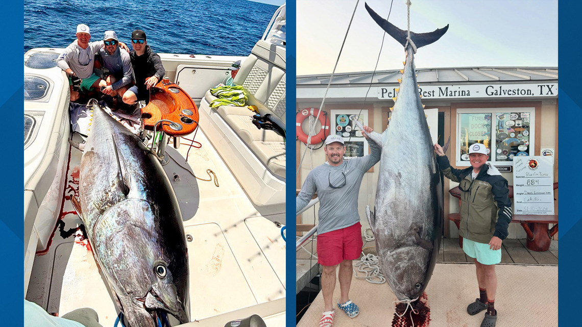 Port Arthur man hauls in record breaking 884 pound Bluefin Tuna | wltx.com