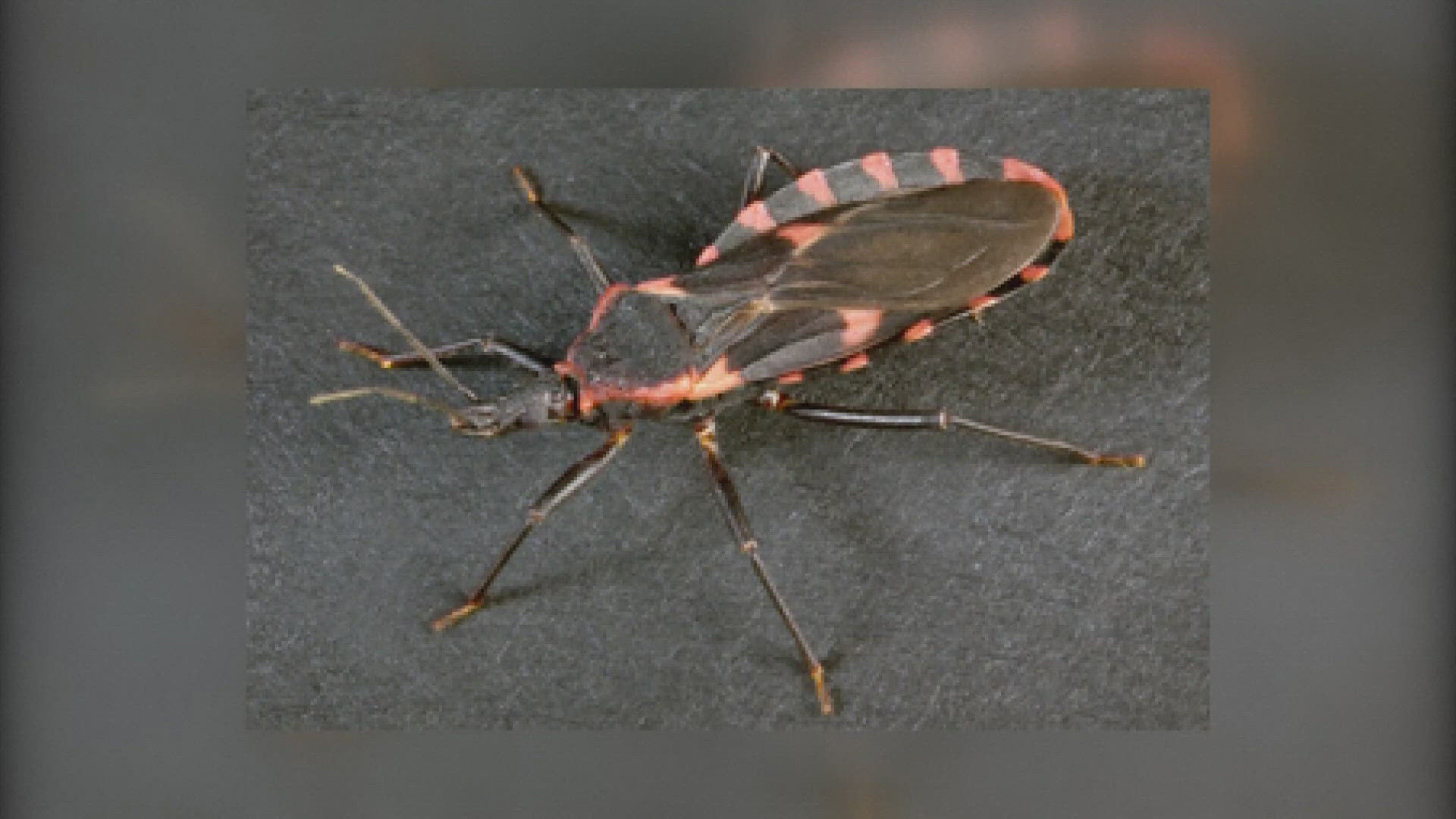 CDC warns kissing bugs in Indiana can spread deadly Chagas disease ...