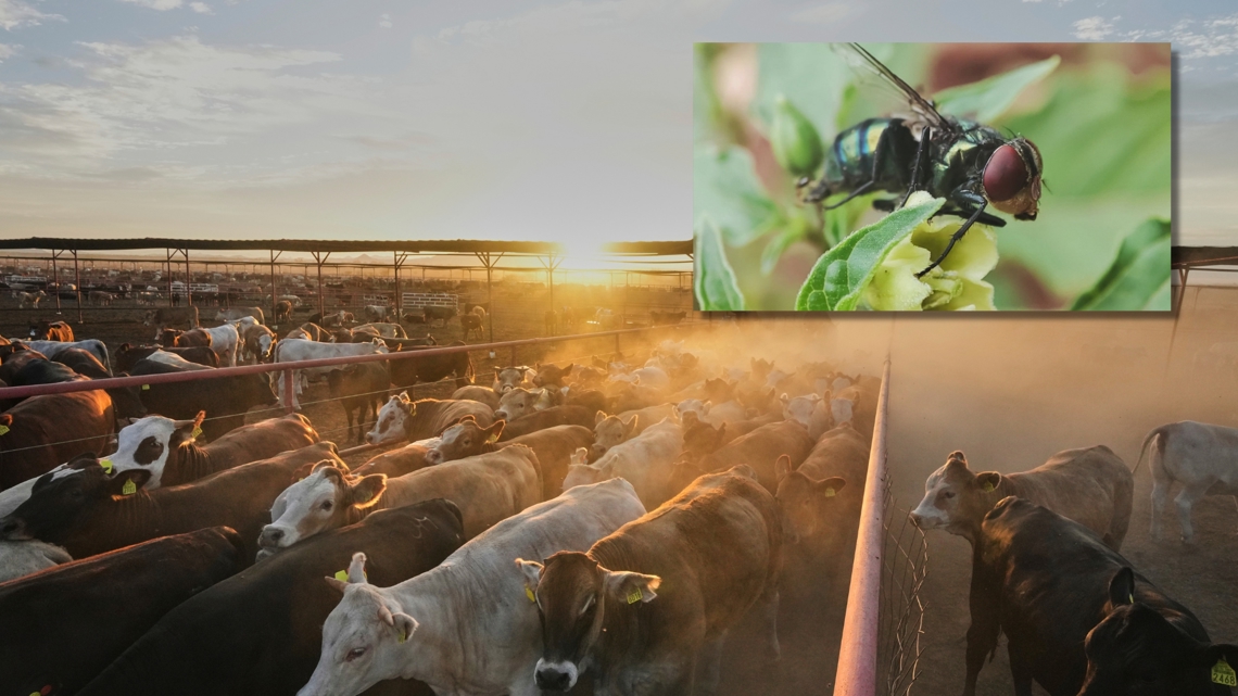 New World Screwworm puts fear in Texas ranchers as parasite detected ...