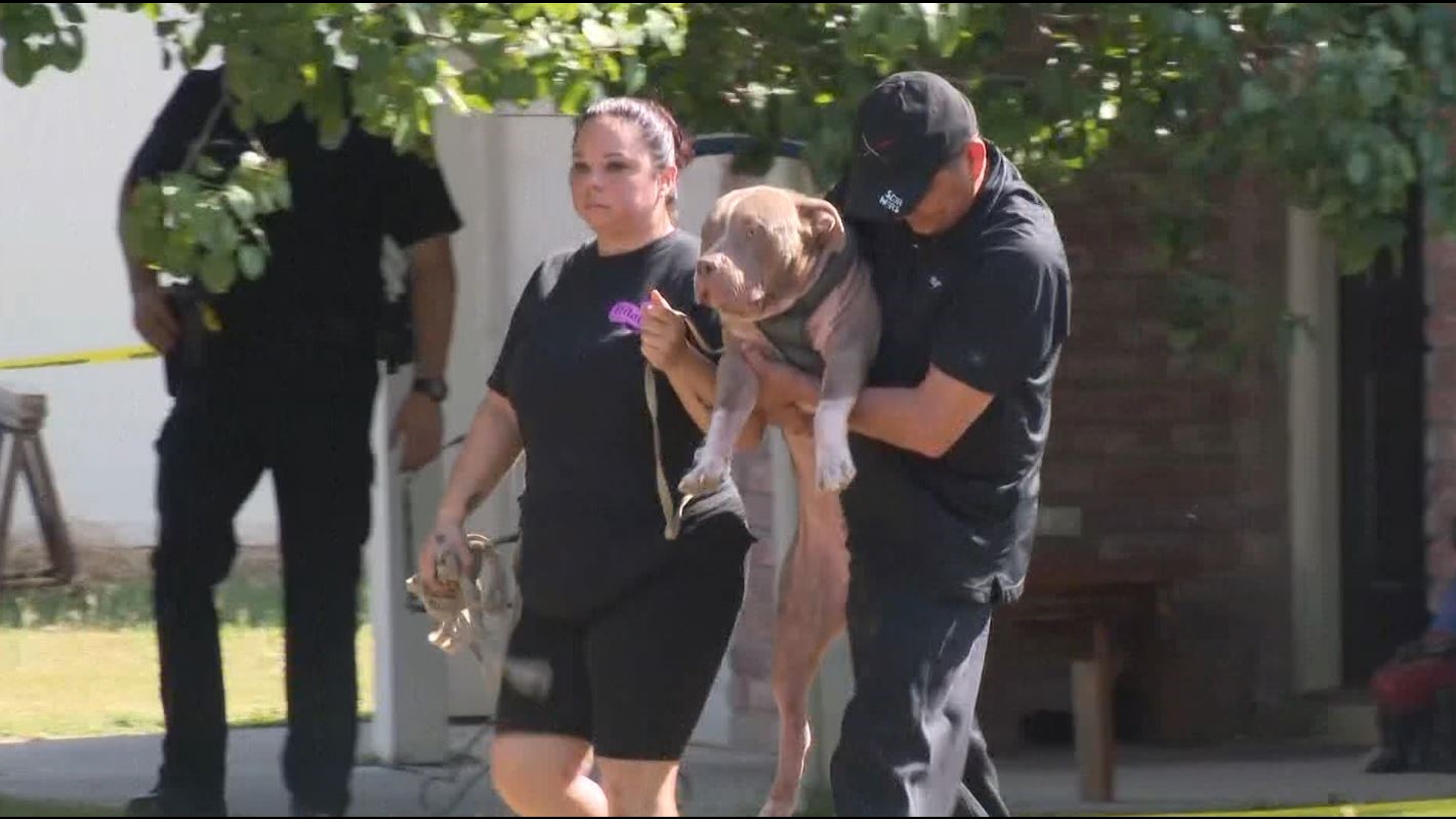 Baby boy seriously hurt after being mauled by dogs in Texas home | wltx.com
