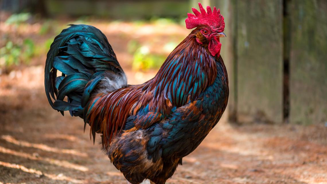 Orangeburg updates animal control laws after 50 years; restricts ...