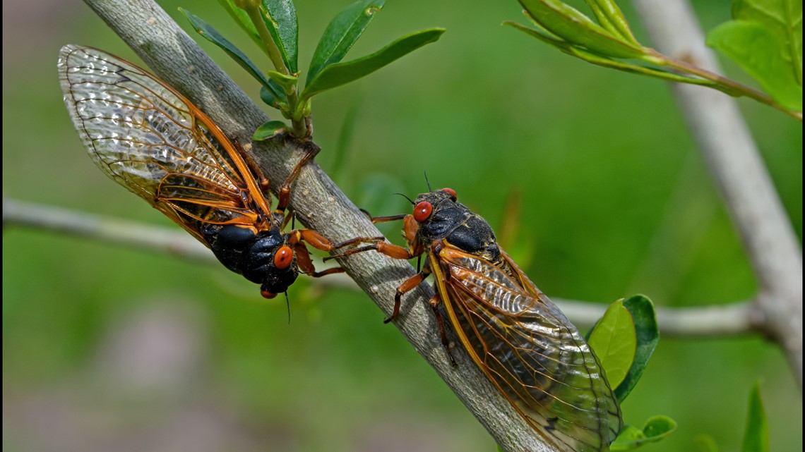 Rare cicada emergence happening in 2024 | wltx.com