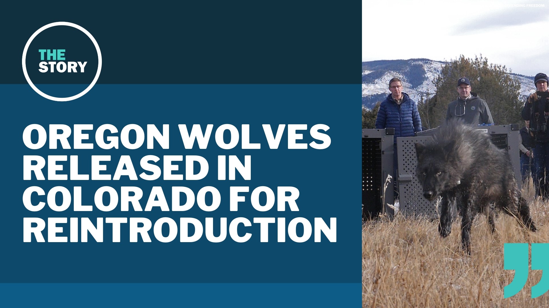 Oregon gray wolves released in Colorado | wltx.com