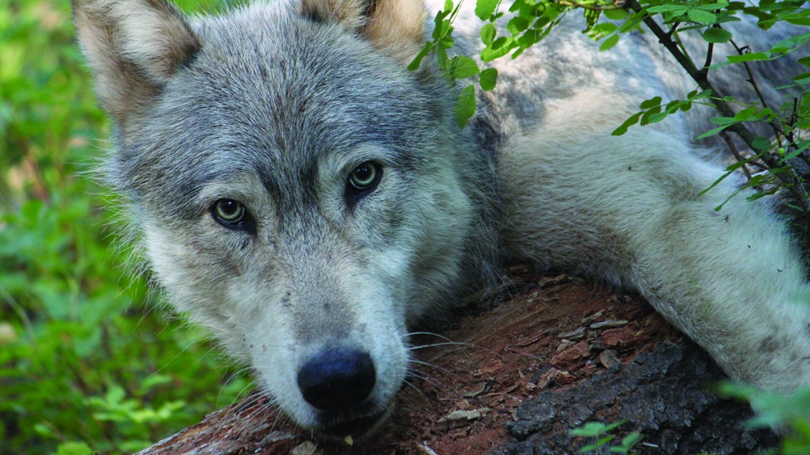 Oregon wolf population unchanged in 2023, report finds | wltx.com