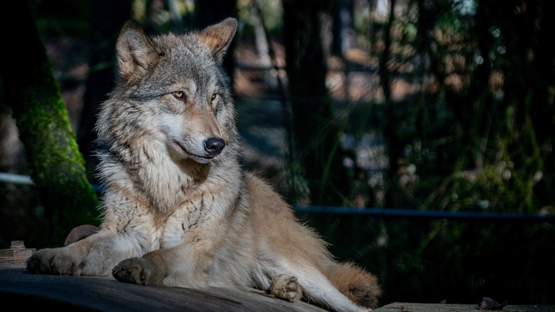 Recovery of Oregon's gray wolves remains a source of tension | wltx.com