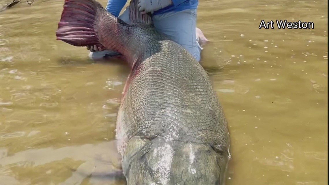 Man reels in world-record Alligator Gar on East Texas lake | wltx.com