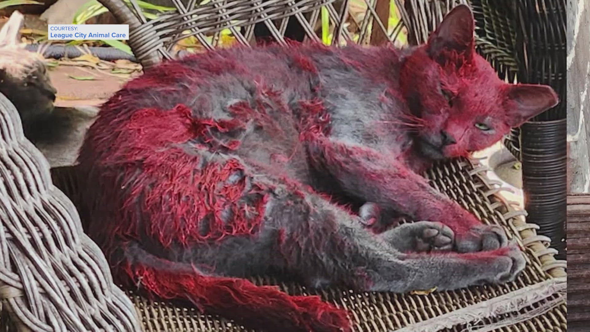 A bright red cat has a Texas town's shelter pleading: back off | wltx.com