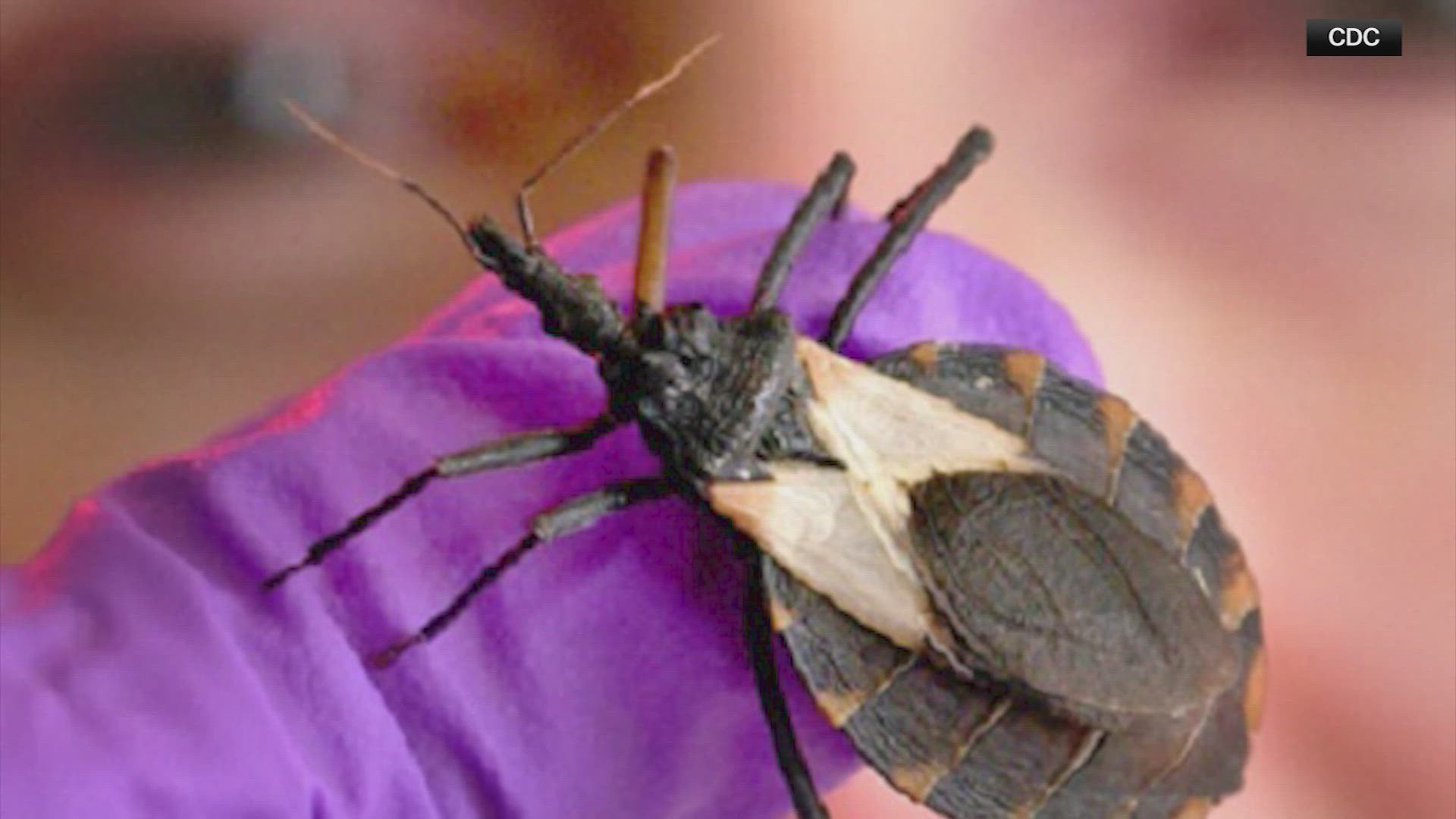 CDC warns kissing bugs in Indiana can spread deadly Chagas disease ...