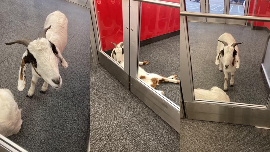 Goats in Target store | Houston, Texas news | wltx.com