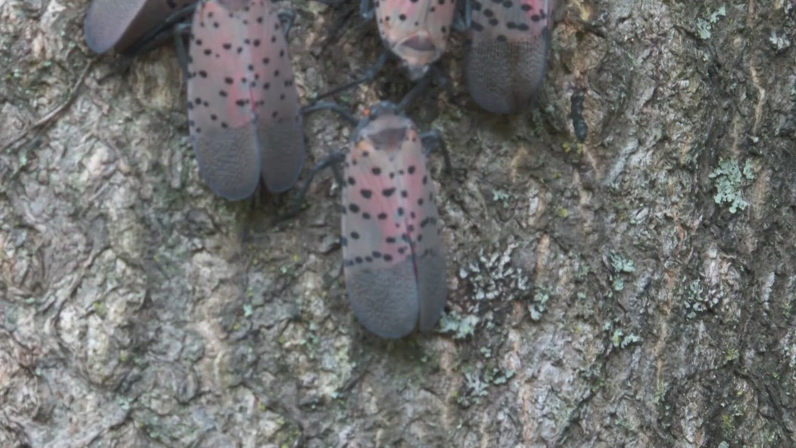 How to identify and report spotted lanternflies | wltx.com