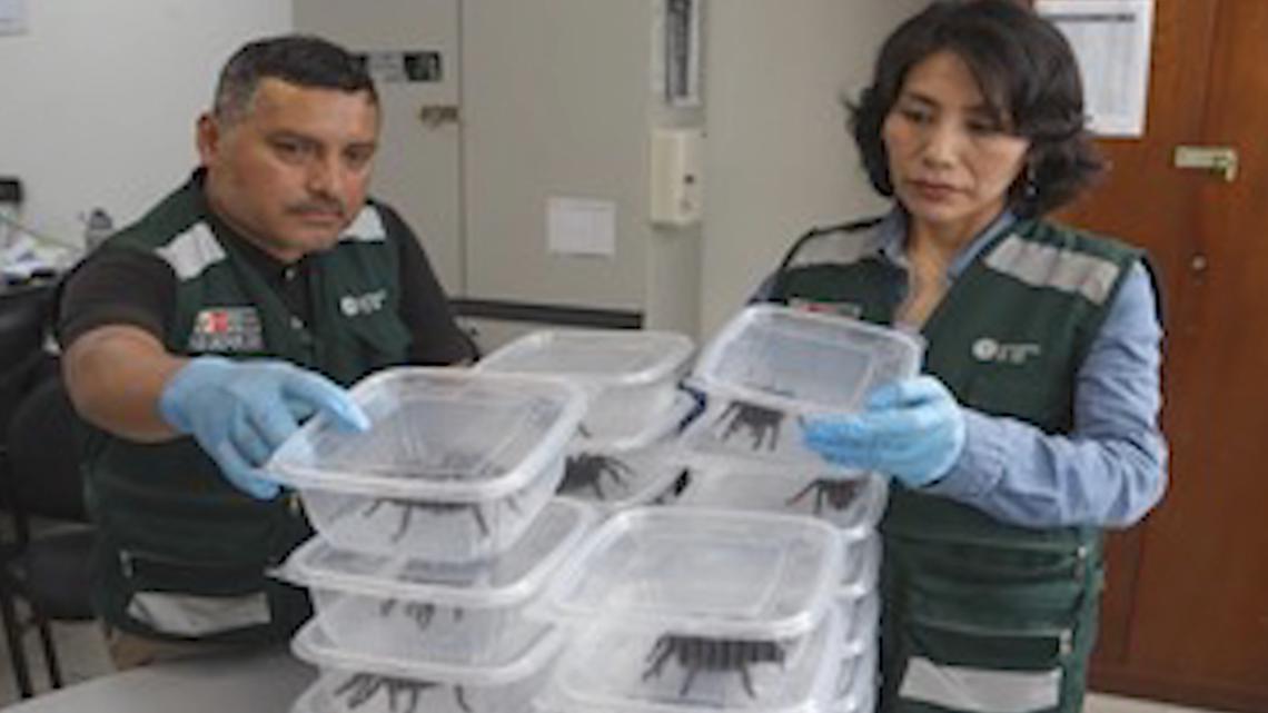 Man caught smuggling tarantulas out of Peru | wltx.com