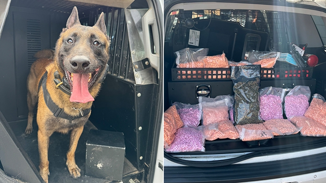 HCSO K9 helps sniff out tens of thousands of ecstasy pills | wltx.com