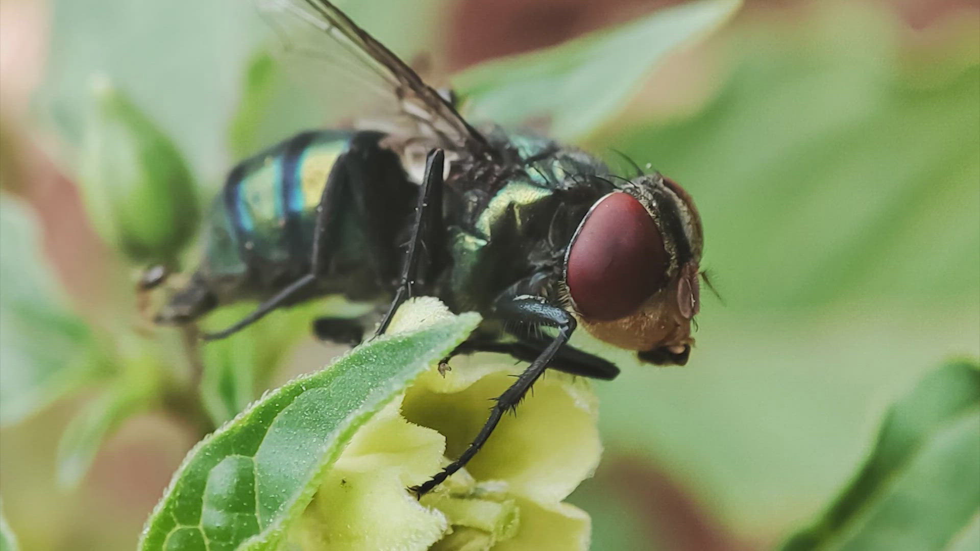 Texas officials warn of 'maneater' parasite threat from New World ...