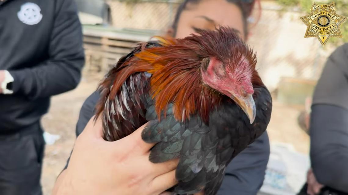 Chickens Rescued From Suspected Houston Cockfighting Ring Wltx