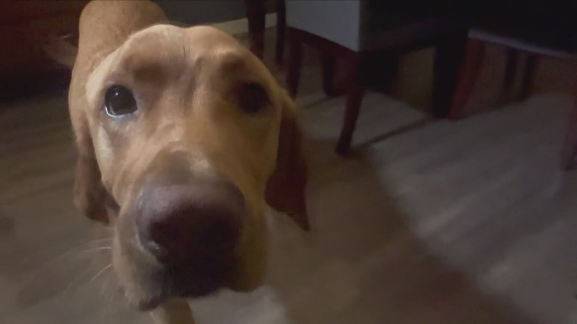 Snoqualmie woman shares warning after dog ingested meth while on a walk ...