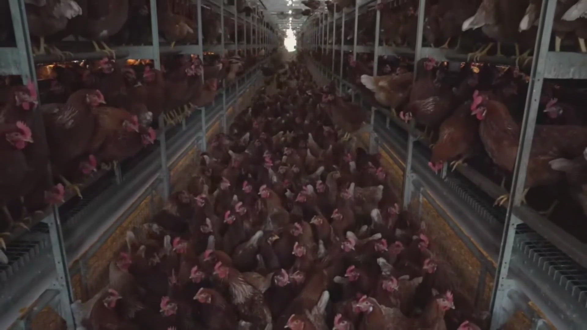 Hickman’s to shut most Arizona egg farms after bird flu kills millions ...