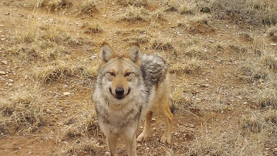 Arizona's Mexican grey wolf captured in hopes of mating | wltx.com