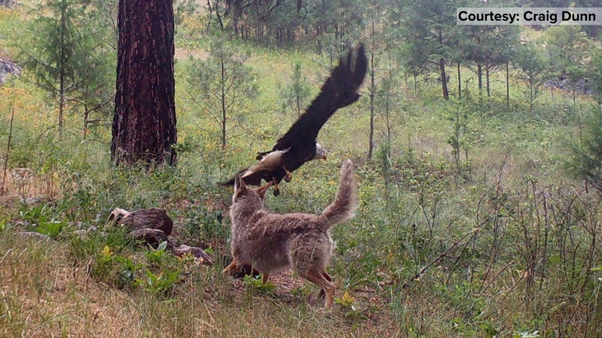 Camera catches bald eagle and coyotes clash over deer near Kettle River ...
