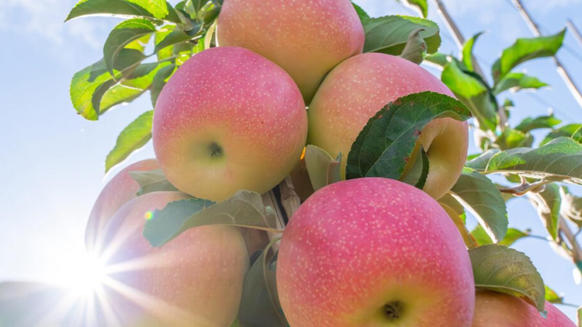 Washington State University names newest apple | wltx.com