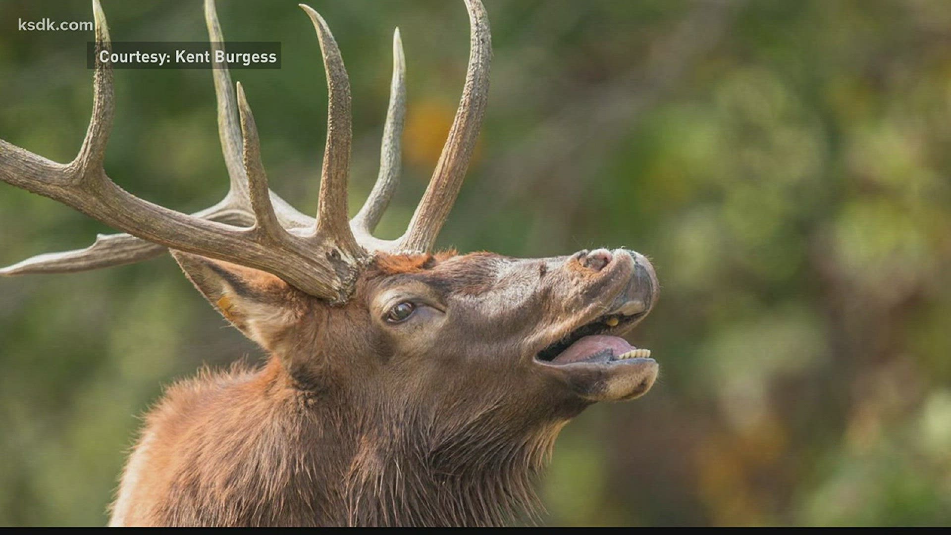 Elk Attack Captured on Film in Missouri | wltx.com