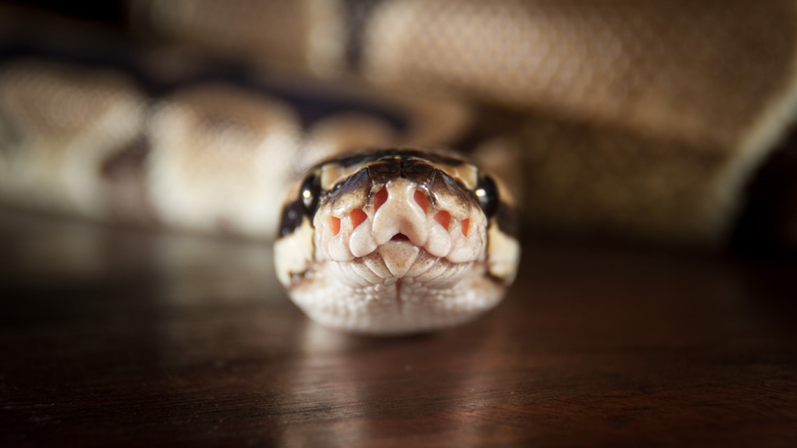 Ball python found at Brunswick, Georgia Sonic restaurant | wltx.com