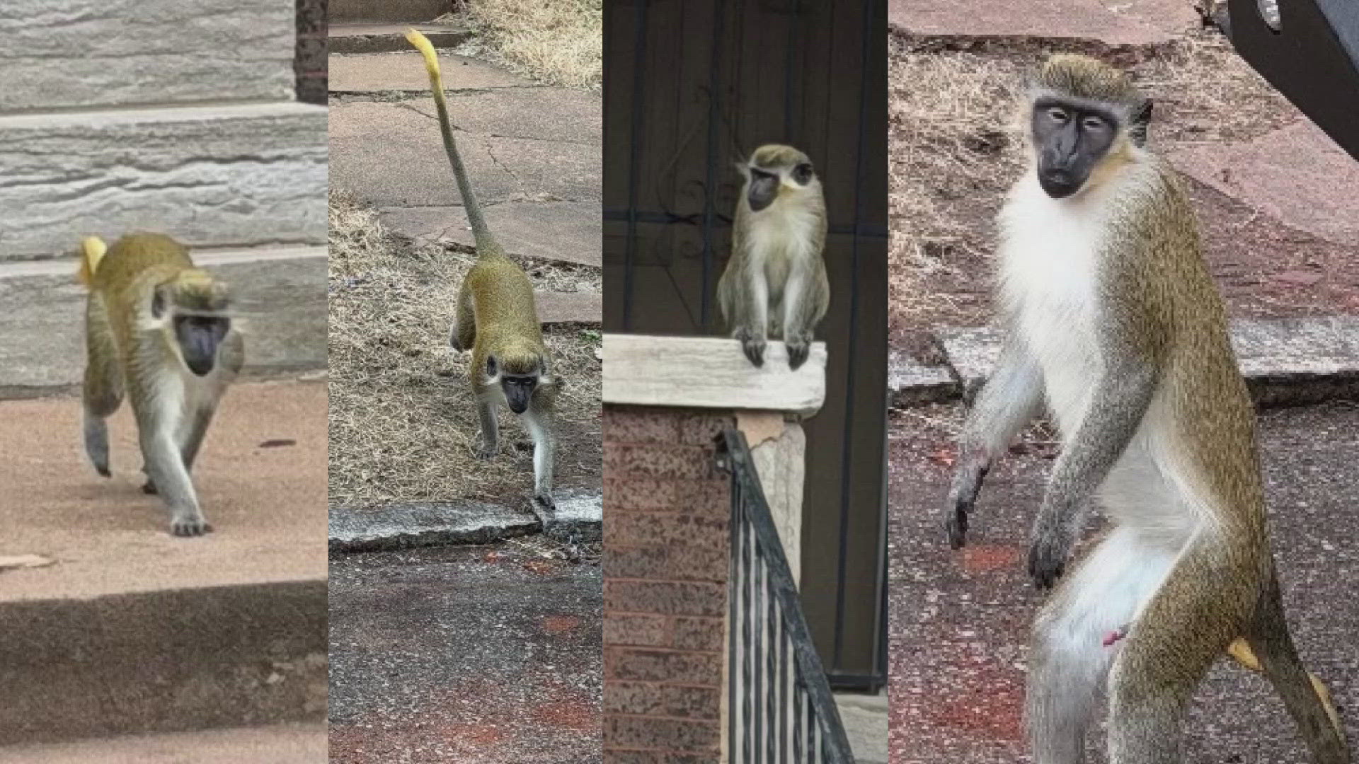 Officials searching for several monkeys loose in north St. Louis | wltx.com