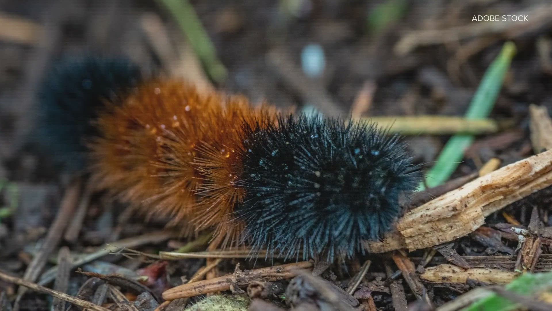 Can woolly worms predict the weather | wltx.com