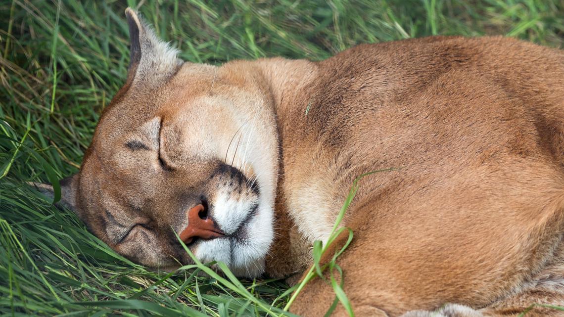 Illegally killed mountain lion in Missouri originated from Nebraska ...