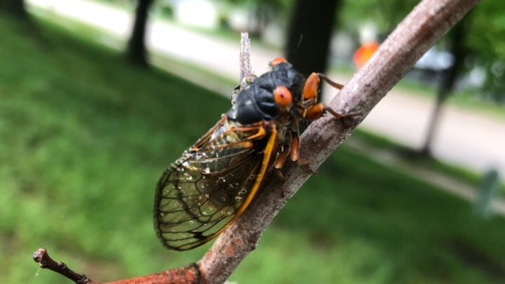 Cicadas pee at incredible 10 feet per second - you might get hit | wltx.com