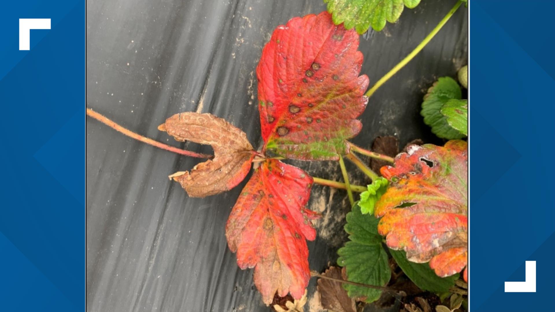 Arkansas farmers keep close eye on new 'emerging' strawberry disease ...