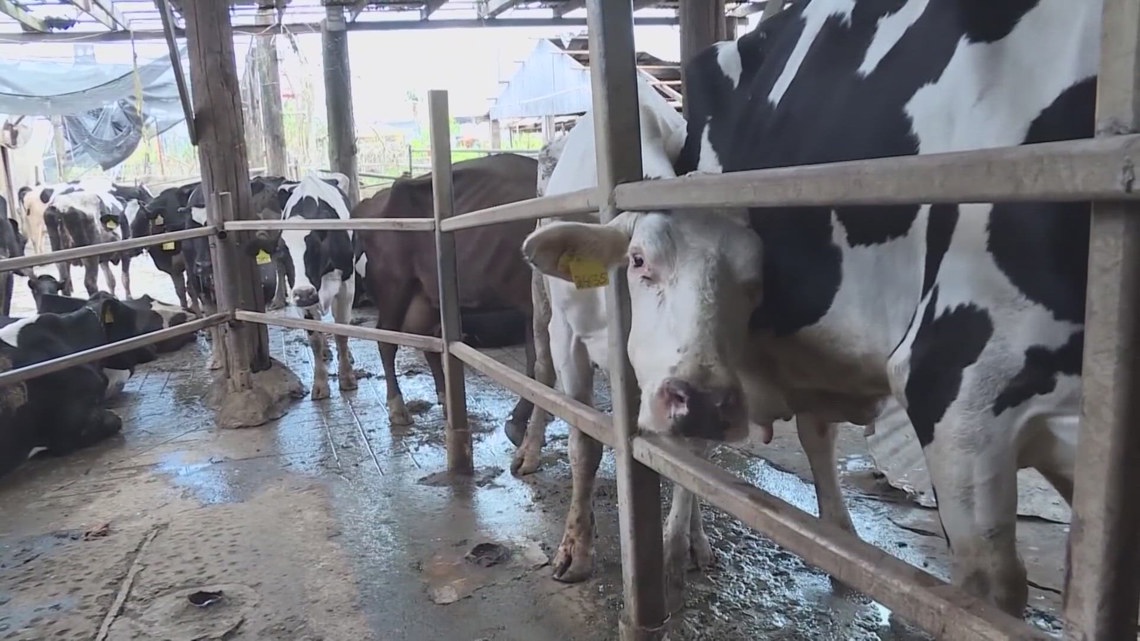 Can you catch bird flu from milk? | wltx.com