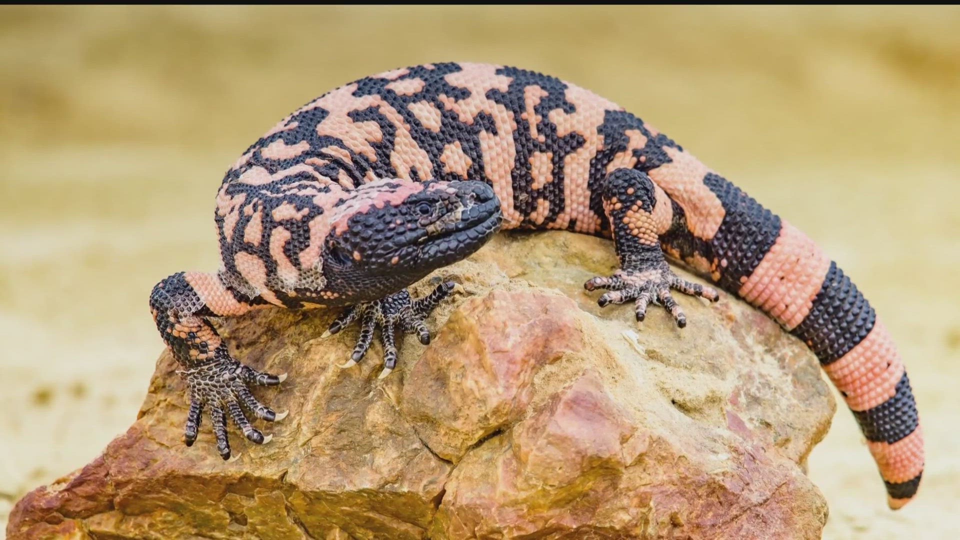 Gila monster bit Colorado man who died days later | wltx.com