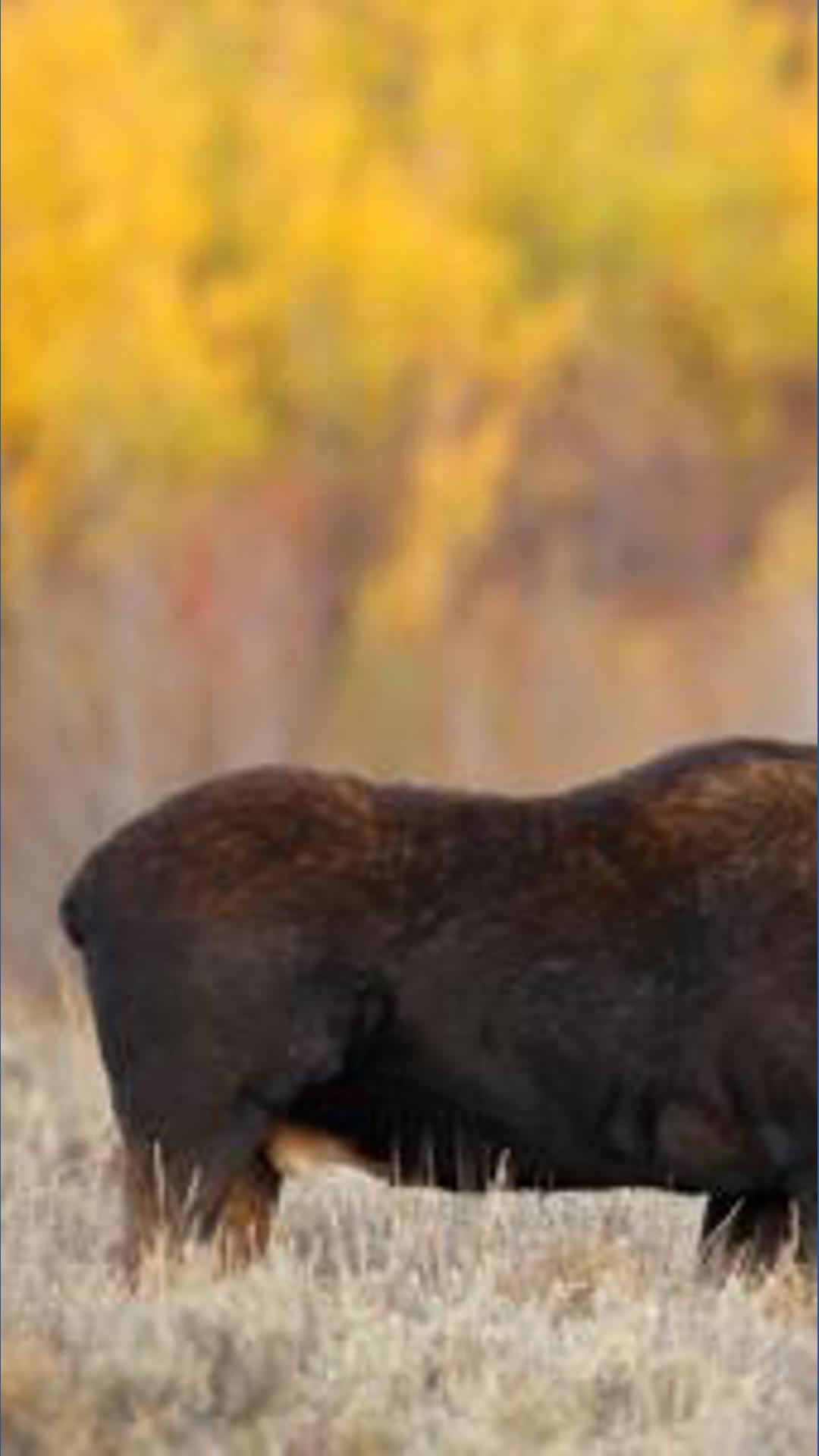 Bull moose euthanized after falling from cliff onto Boulder Canyon ...