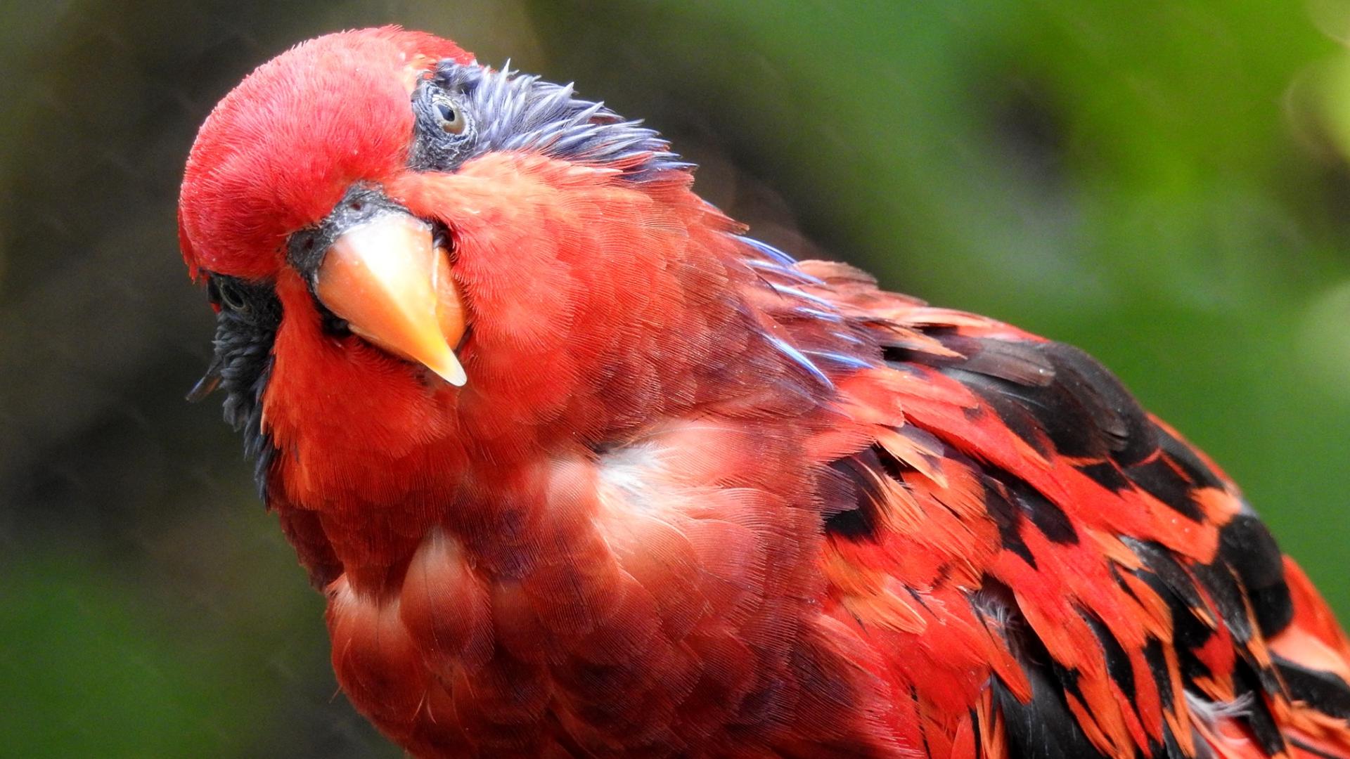 Popular 24-year-old parrot 'Captain America' dies at Denver Zoo | wltx.com