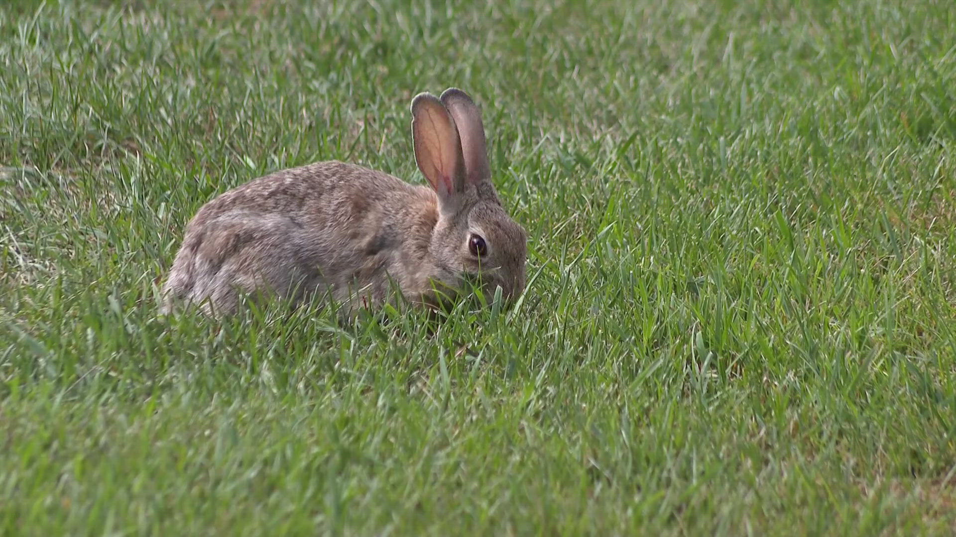 Rabbits spotted with strange black growths on heads, wildlife officials ...