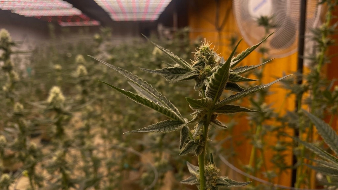 Texas Lt. Gov. Dan Patrick pushes back on Gov. Abbott’s THC order ...