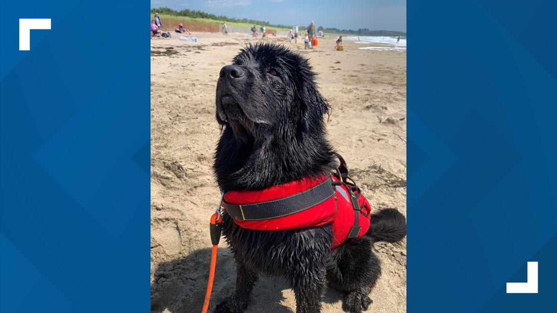 Meet Beacon, the 14-month-old Newfoundland lifeguard | wltx.com